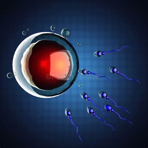 Sperm And Egg Stock Illustration Illustration Of Genetically 21407323