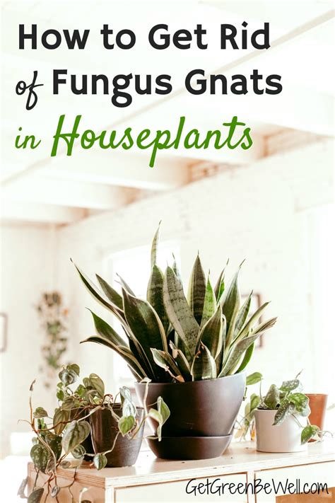 How To Get Rid Of Fungus Gnats Get Green Be Well
