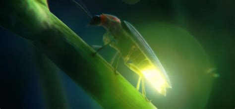 Realistic Firefly Insect
