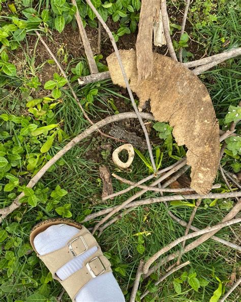 Found Bones In Yard Rwhatisthisbone