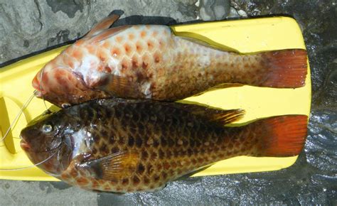 ブダイ 2010 05 29 WEB魚図鑑
