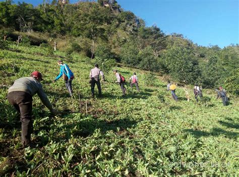 ဟိုပုံးမြို့နယ်၌ ဘိန်းခင်းများအား ဖျက်ဆီး Myanmar Digital News