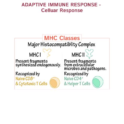 Immunology Microbiology Glossary Mhc Classes Ditki Medical