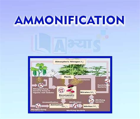 Ammonification