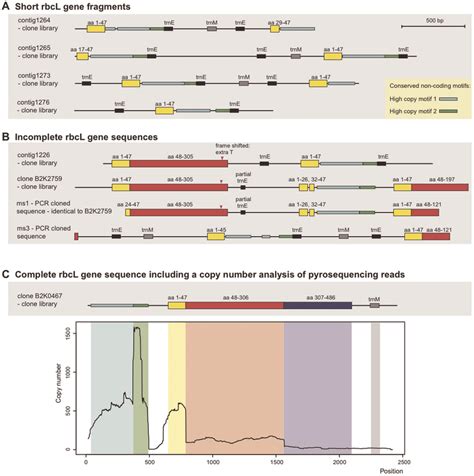 Schematic Overview Of Rbcl Sequences Found In Kveneficum Sequences