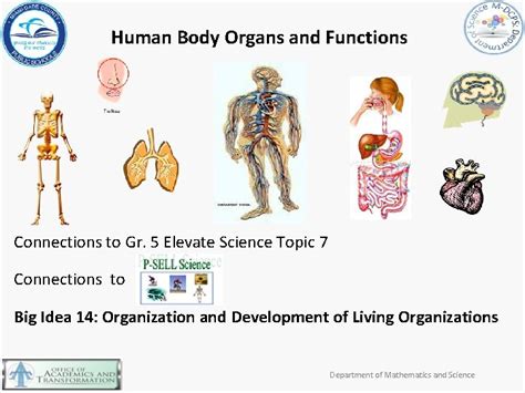 Human Body Organs And Functions Connections To Gr