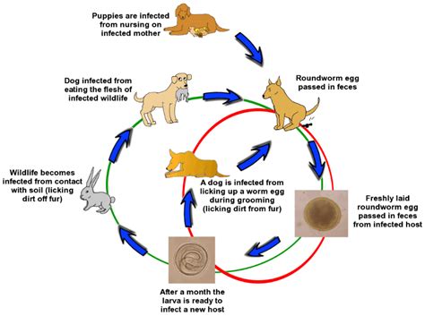 Toxocara Canis Life Cycle