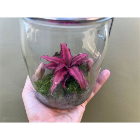 Mini Bottle Garden Ecosystem 1490