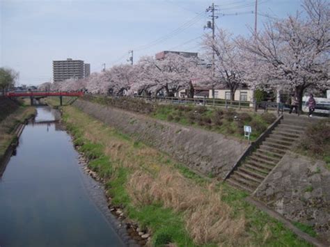 桜土手の桜② 花見橋辺り 鳥取市 旅の記憶関西奈良メモ