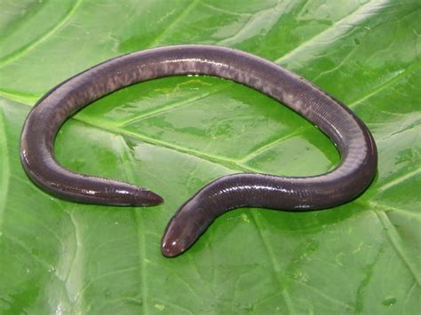 Caecilian