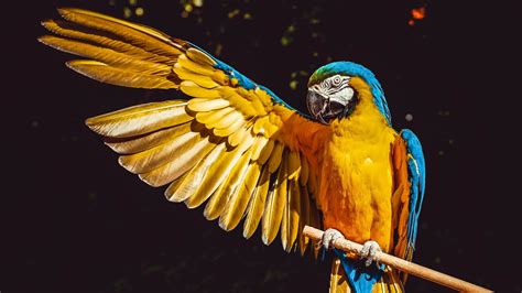 The Righteous Reason Some Bird Names Are Changing YourTango