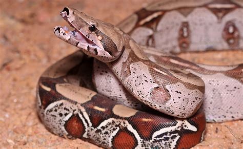 Entre Un Boa Un Cobra Et Un Python Qui Est Le Plus Fort