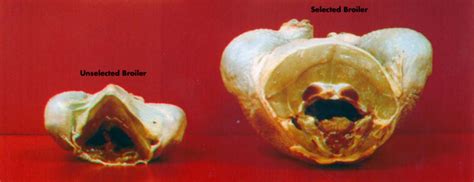 How Chickens Tripled In Size Since The 1950s