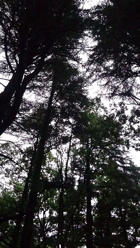 日曜夕刻に近所の公園にて。アブラゼミにまじって、ヒグラシの声も By 旅鳥の眼