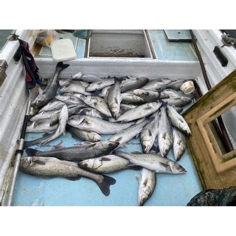 【馬祖大偉海產】馬祖野生手釣七星鱸 正小黃魚假黃魚 帕頭仔 上岸急速冷凍 500克180 蝦皮購物
