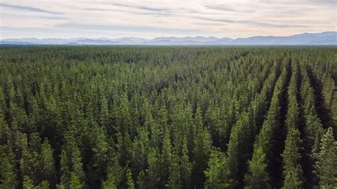 Forestry Right Agreement Focuses On Woody Biomass Innovatek