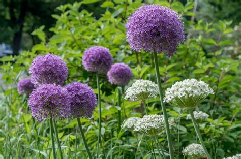 Allium Gladiator Bulbs Always Wholesale Pricing Colorblends®