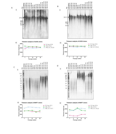 Terminal Restriction Fragment Analysis Coupled With Southern Blot Was Download Scientific