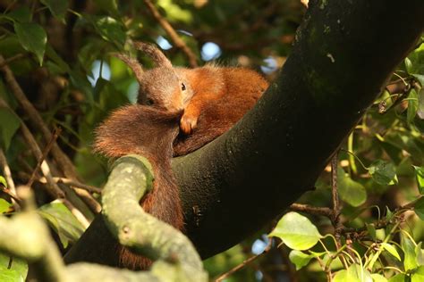 Red Squirrel — Mammal Society
