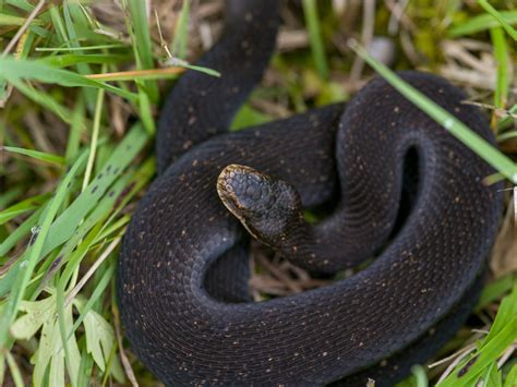 Adder from 87629 Füssen, Deutschland on July 5, 2013 at 02:48 PM by ...