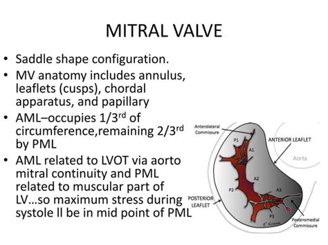 Anatomy And Embryology Of Valves Pptx