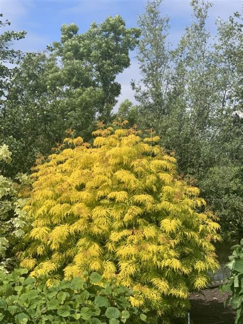 Lemony Lace® Valkplant