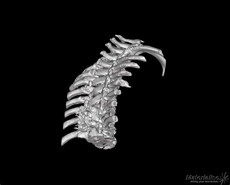Anatomically Correct 3d Medical Reference Models 3d Thoracic Spine Model 3d Medical Model