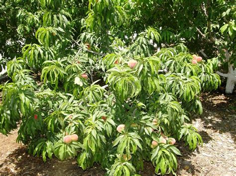 Xtremehorticulture Of The Desert Other Dwarf Peach Besides Bonanza