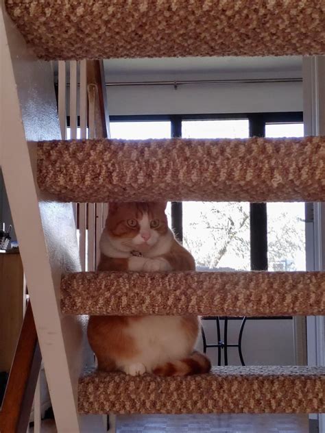 My Moms Little” Chonker Rcats