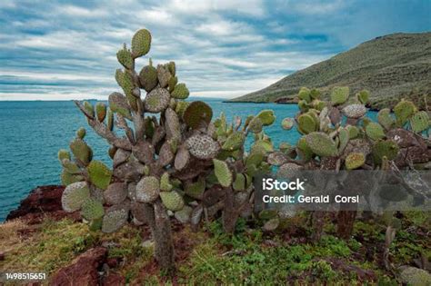 풍토병 가시 배 선인장 Opuntia Galapageia Var Profusa Rabida Island Jervis Island