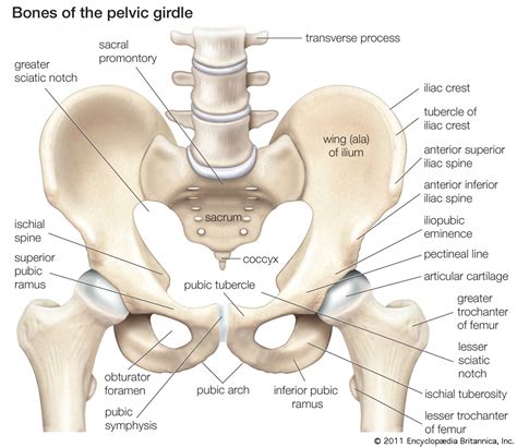Soft And Bony Pelvis Pelvic Joints And Ligaments Vaidyaनमः