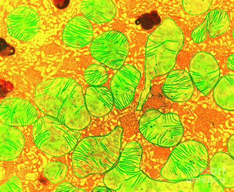 Mitochondria Posters By Science Photo Library