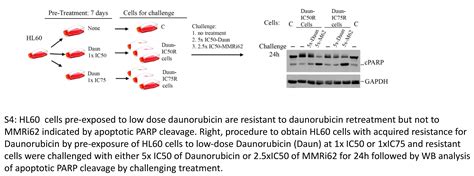 Small Molecule Mmri62 Targets Mdm4 For Degradation And Induces Leukemic
