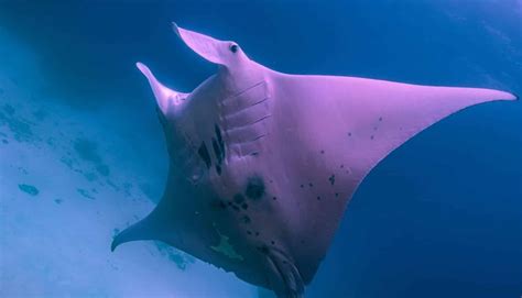 Pink Manta Ray Spotted At Lady Elliot Island Bundaberg Now