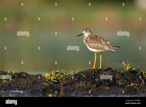 Lesser Yellowlegs Tringa Flavipes Belleisle Marsh Annapolis Valley
