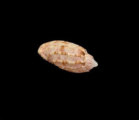 Bc322 Harpa Gracilis Very Selected Beautifulcowries