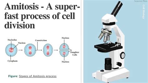 Amitosis A Primitive Type Of Cell Division Amitotic Cell Division