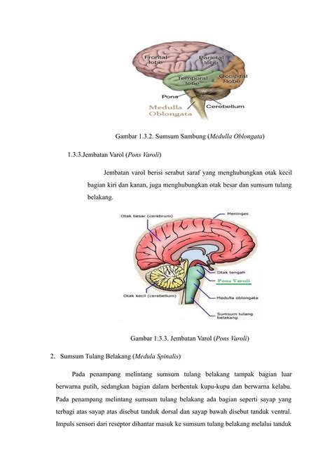 Anatomi Fisiologi Sistem Saraf Pusat Drwismaji Pdf