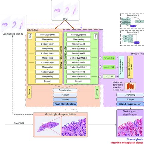 The Proposed Framework For Gastric Gland Segmentation Classification