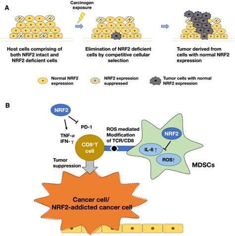 Figure From Multifaceted Roles Of The Keap Nrf System In Cancer And Inflammatory Disease
