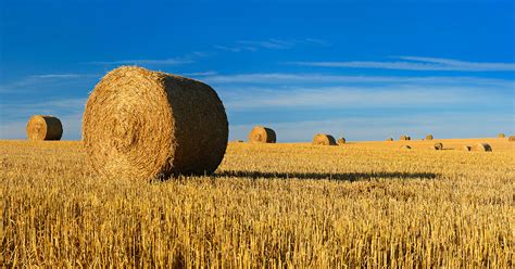 Difference Between Straw And Hay