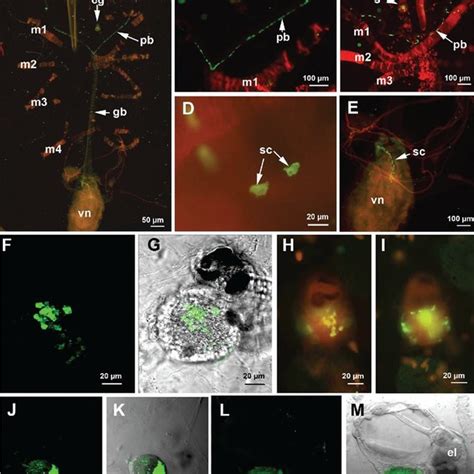 Whole Mount Specimens Of Thalia Democratica Ab Oozoids Cd Download Scientific Diagram