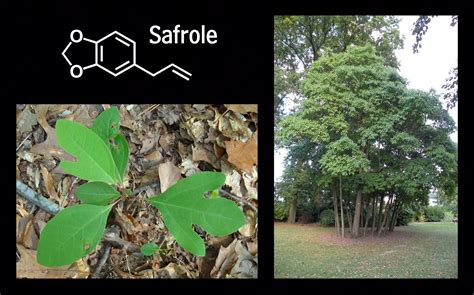 Plants Are Chemists Sassafras