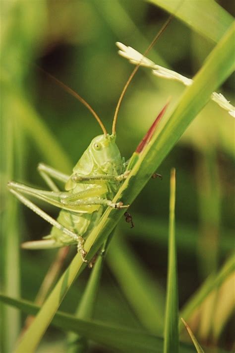 Wallpaper Insect Grasshopper Grass 1920x1200 Picture Image
