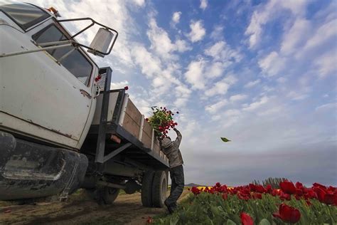 Skagit Valley Tulip Festival Field Workers Skagit Valley Tulip