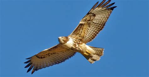 Field Notes Spiraling Eagles Get Free Lunch The Hole Scroll