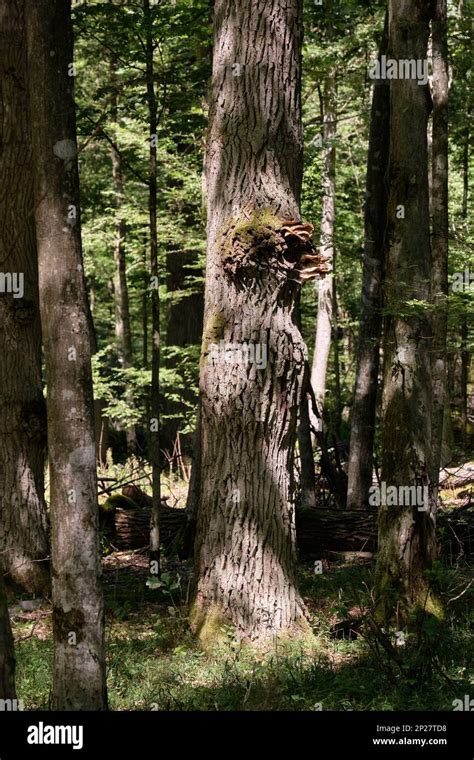 Old Oak Treee With Fungi In Summer Sun Bialowieza Forest Poland Europe