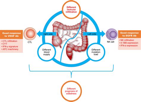 Frontiers Immune Landscape Of Colorectal Cancer Tumor Microenvironment From Different Primary