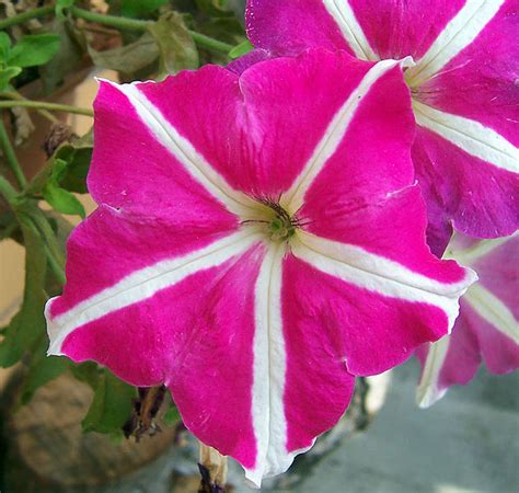 Qué son las petunias