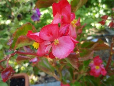 Plantas De Loli Begonia Semperflorens
